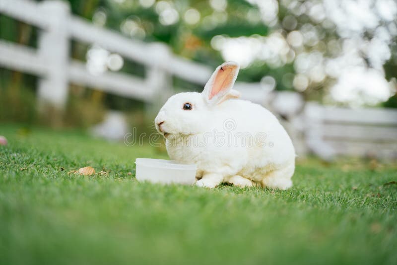 Little Rabbit stock photo. Image of flowers, animal, white - 26629130