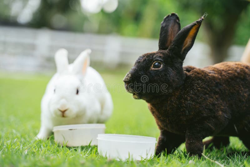 Little Rabbit stock photo. Image of flowers, animal, white - 26629130