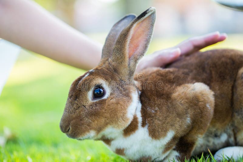 Little Rabbit stock photo. Image of flowers, animal, white - 26629130
