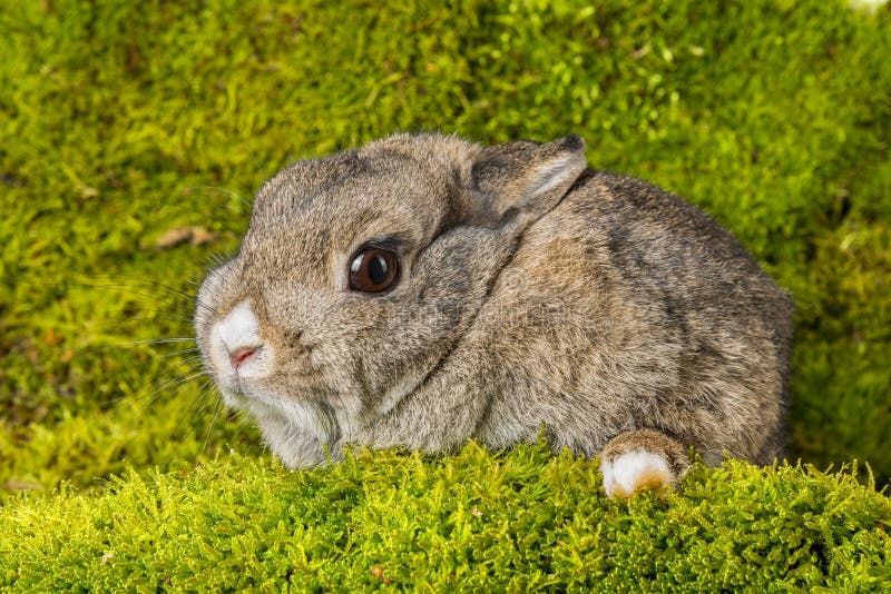 Little rabbit stock image. Image of happy, animal, furry - 81416779