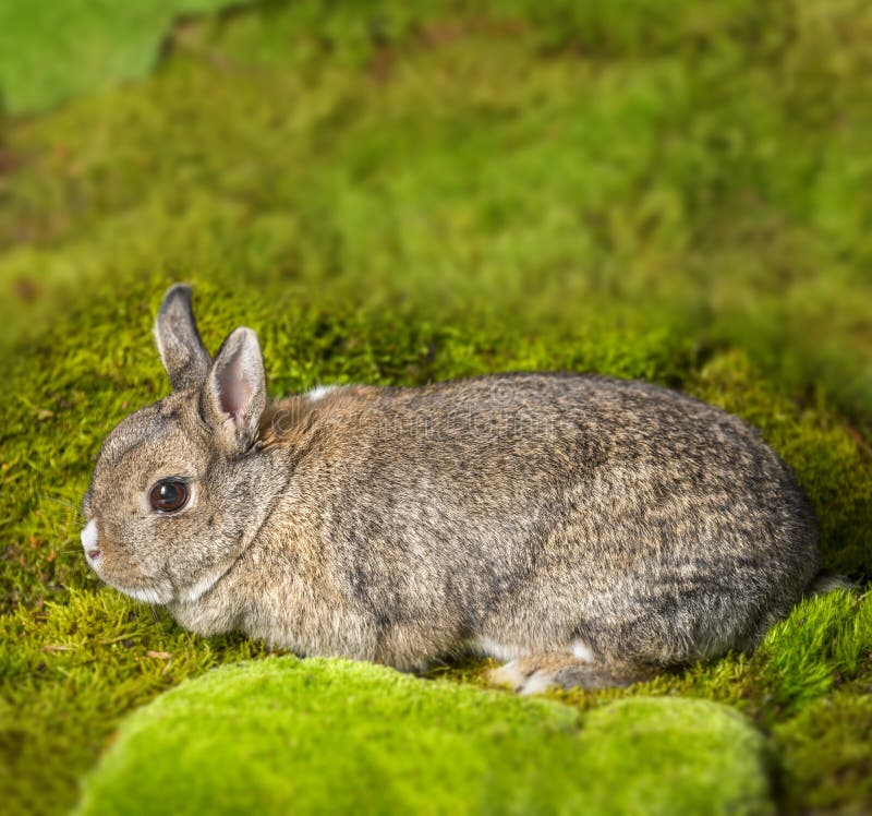 Little rabbit stock image. Image of mammal, baby, rabbit - 24786695