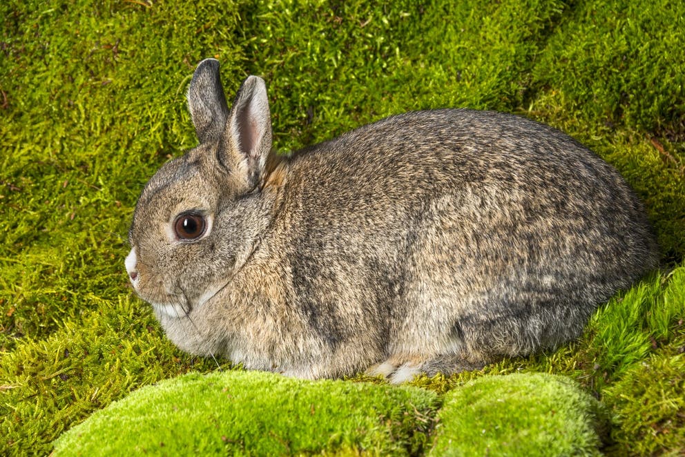 Little rabbit stock image. Image of furry, adorable, fluffy - 81417541
