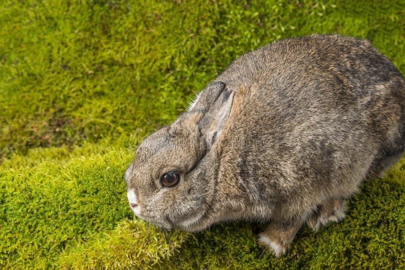 Little rabbit stock photo. Image of fluffy, grass, black - 81417922