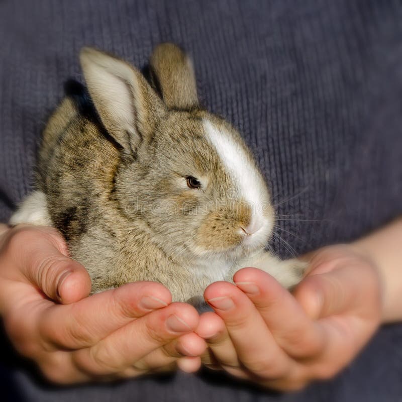 Rabbit Toy in the Hands of the Couple. Stock Image - Image of holiday ...