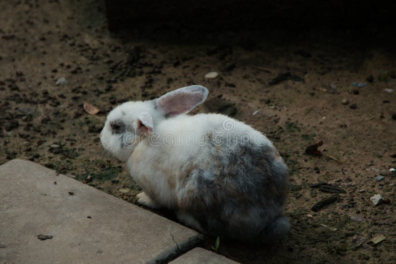 Little rabbit stock photo. Image of bunny, friendly, beautiful - 96726752