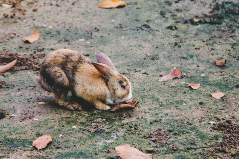 Little rabbit stock image. Image of mammal, field, little - 96726763