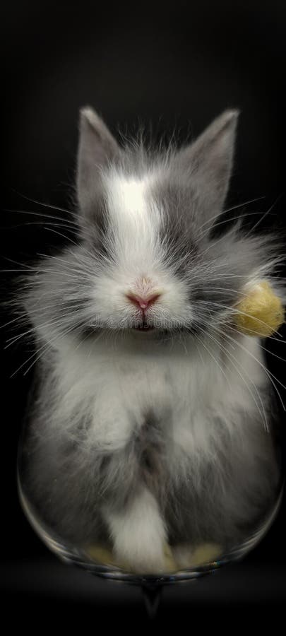 Little Rabbit stock photo. Image of flowers, animal, white - 26629130