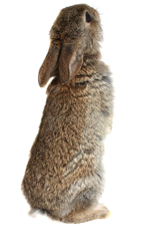 Screaming rabbit stock image. Image of animal, tame, hear - 4767579