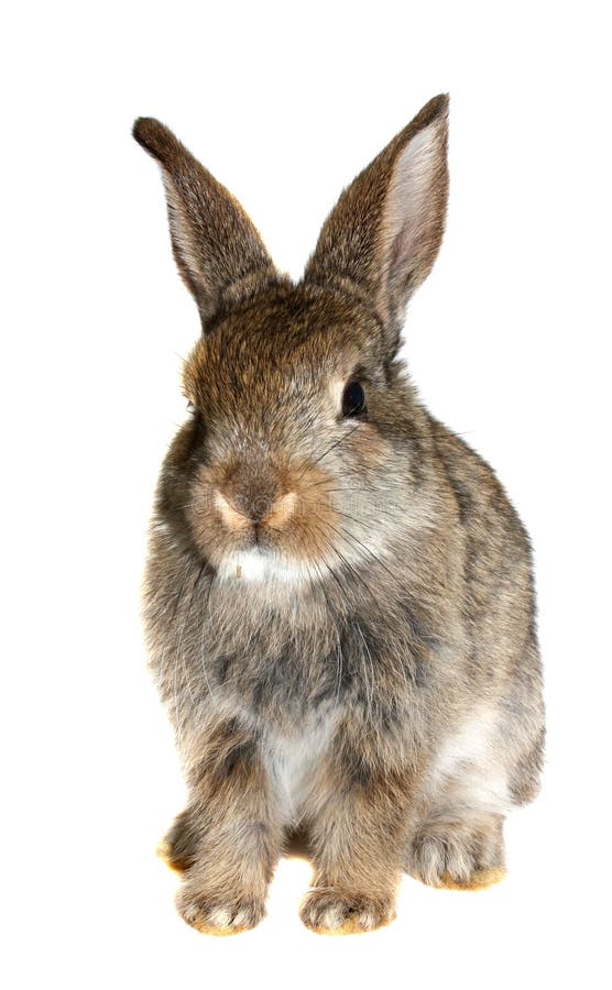 Cute little rabbit stock photo. Image of watching, tame - 11360280
