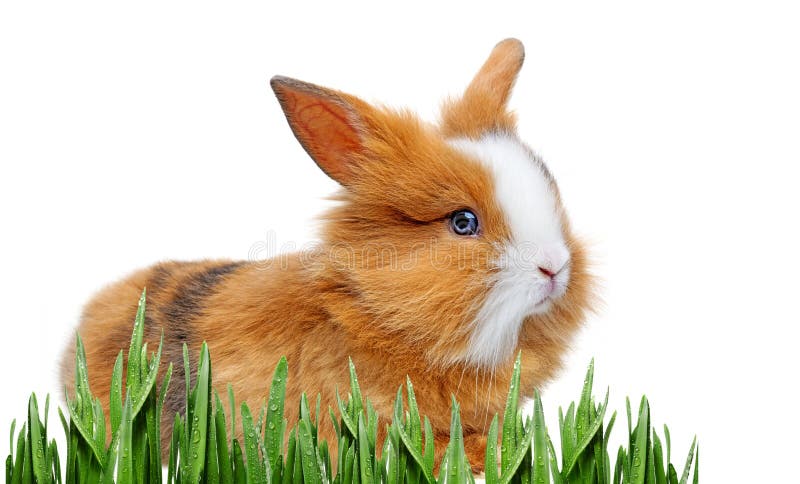 Little rabbit stock photo. Image of bunny, adorable, little - 51539698