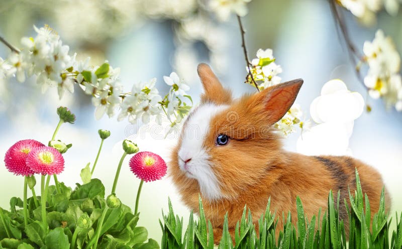 Cute Little Rabbit Isolated on White Stock Image - Image of animal ...