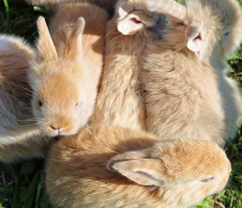 Little Rabbit with Light Hair Stock Photo - Image of animal, brown ...