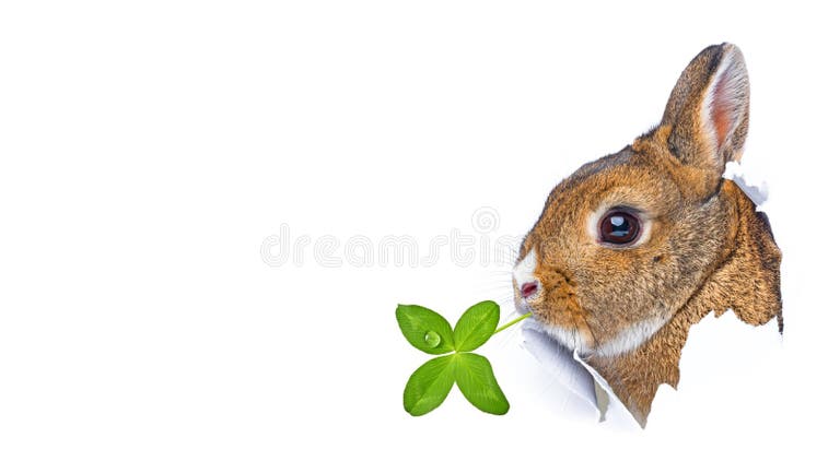 Little Rabbit Looks through a Hole in a Paper Stock Photo - Image of ...