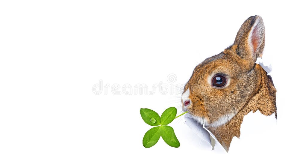 Little Rabbit Looks through a Hole in a Paper Stock Photo - Image of ...