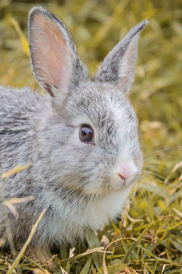 Little Rabbit in the Meadow Stock Image - Image of chipmunk, grass ...