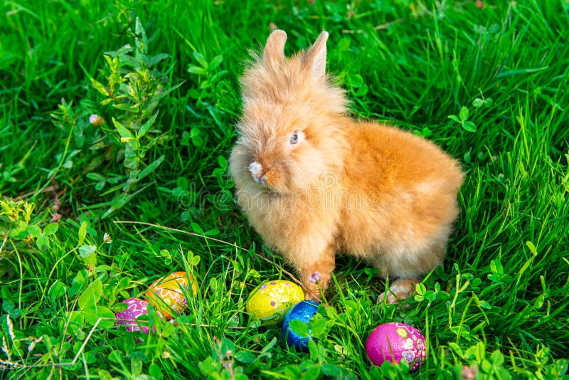Little Rabbit stock photo. Image of flowers, animal, white - 26629130