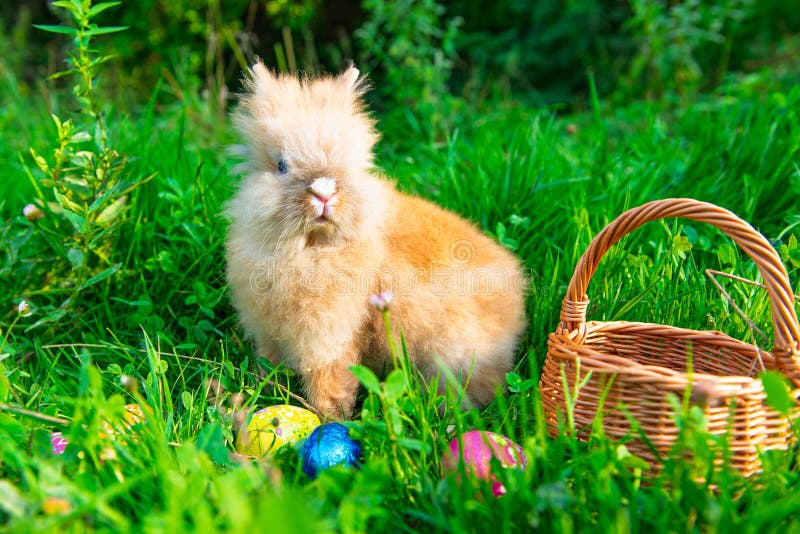 Little Rabbit stock photo. Image of flowers, animal, white - 26629130