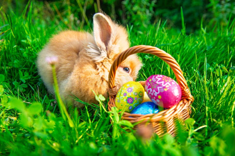 Little Rabbit stock photo. Image of flowers, animal, white - 26629130