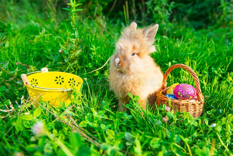 Little Rabbit stock photo. Image of flowers, animal, white - 26629130