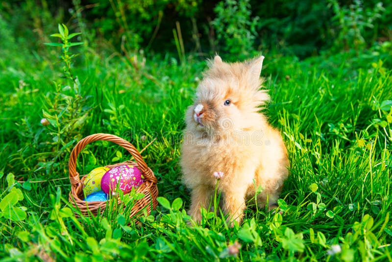 Little Rabbit in the Meadow Stock Image - Image of nature, easter ...