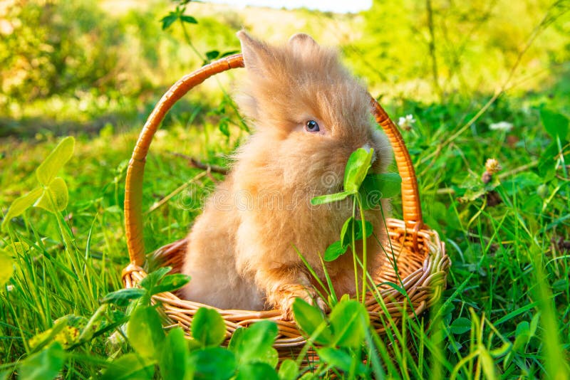 Little Rabbit in the Meadow Stock Image - Image of meadow, field: 352670687