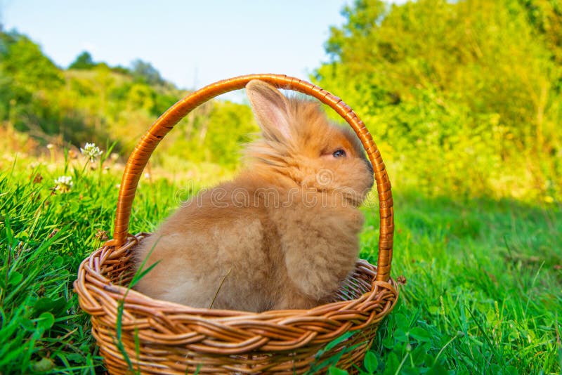 Little Rabbit stock photo. Image of flowers, animal, white - 26629130