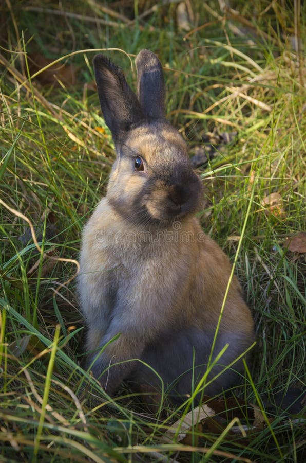 Little Rabbit on a Meadow among Park. Stock Photo - Image of nature ...