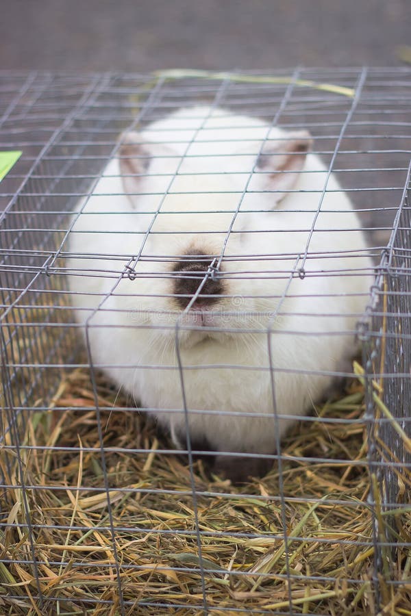 Little Rabbit in Box with Gift Stock Photo - Image of birthday, little ...