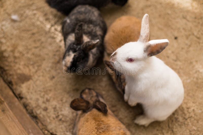 Little rabbit stock photo. Image of green, domestic, wildlife - 91120952