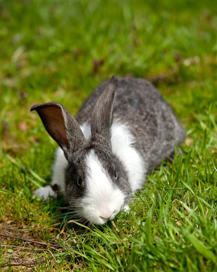 Little rabbit stock photo. Image of grass, listening - 54516866