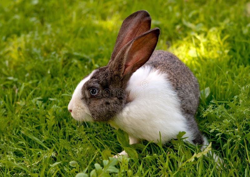 Little rabbit stock image. Image of rodent, rabbit, domestic - 54862515