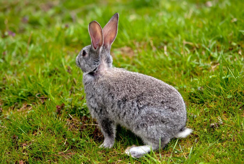 Little rabbit stock image. Image of looking, cute, green - 55106783