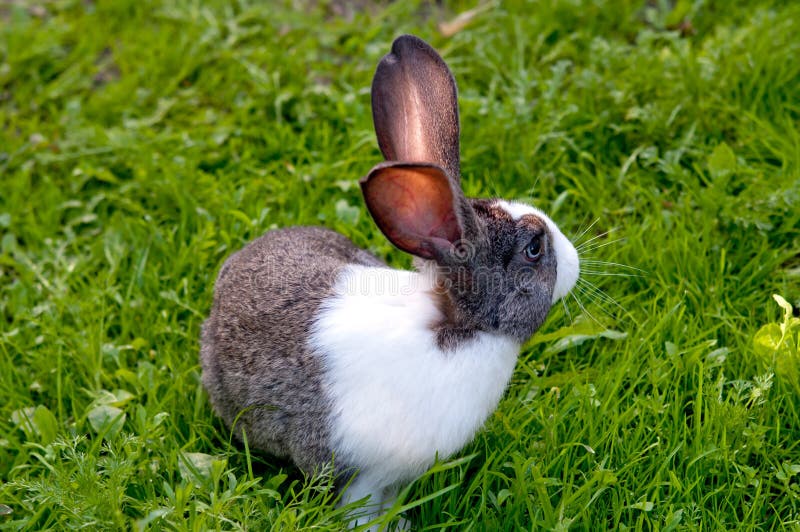Little rabbit stock photo. Image of green, alertness - 55450764