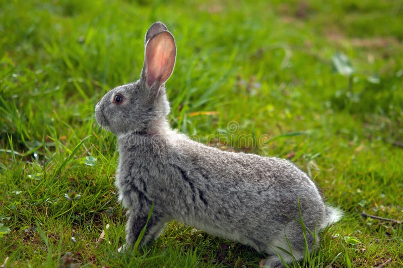 Little rabbit stock photo. Image of listening, young - 67047372