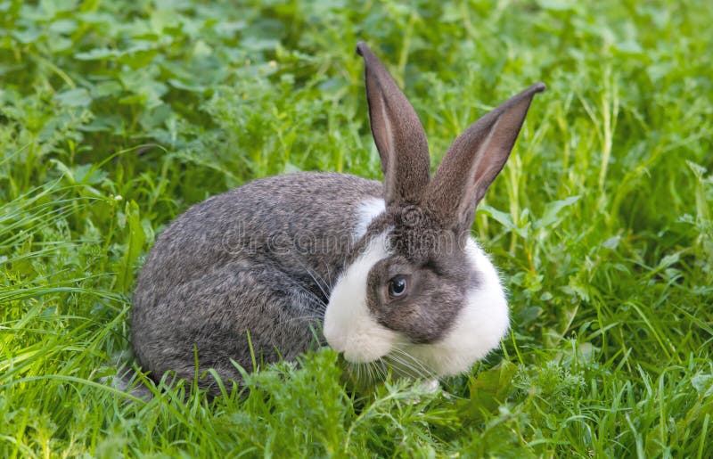 Little rabbit stock photo. Image of full, brown, watching - 69425694
