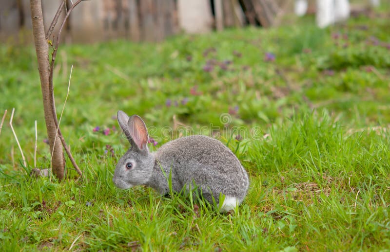 Little rabbit stock image. Image of cute, fluffy, staring - 91559417