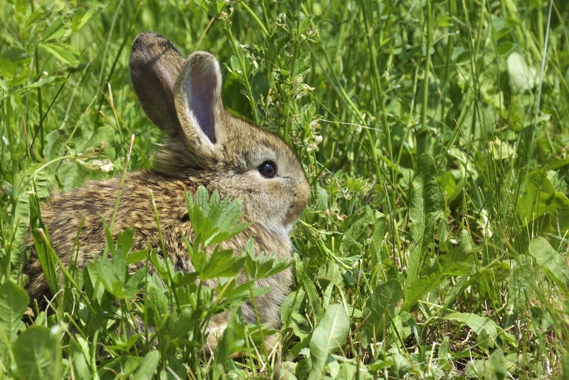 Little Rabbit is on a Pasture Stock Photo - Image of beige, staring ...