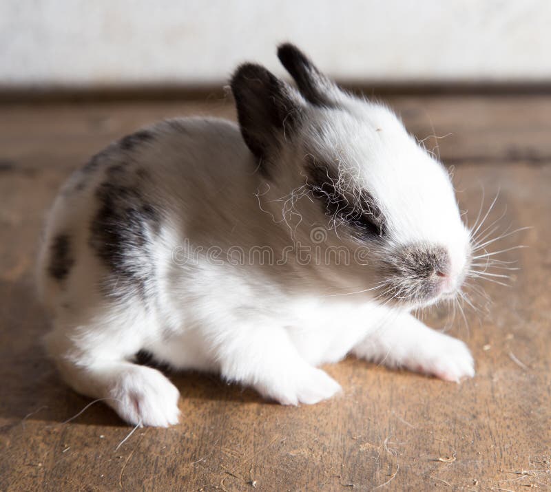 Little rabbit stock image. Image of newborn, small, ears - 90168003