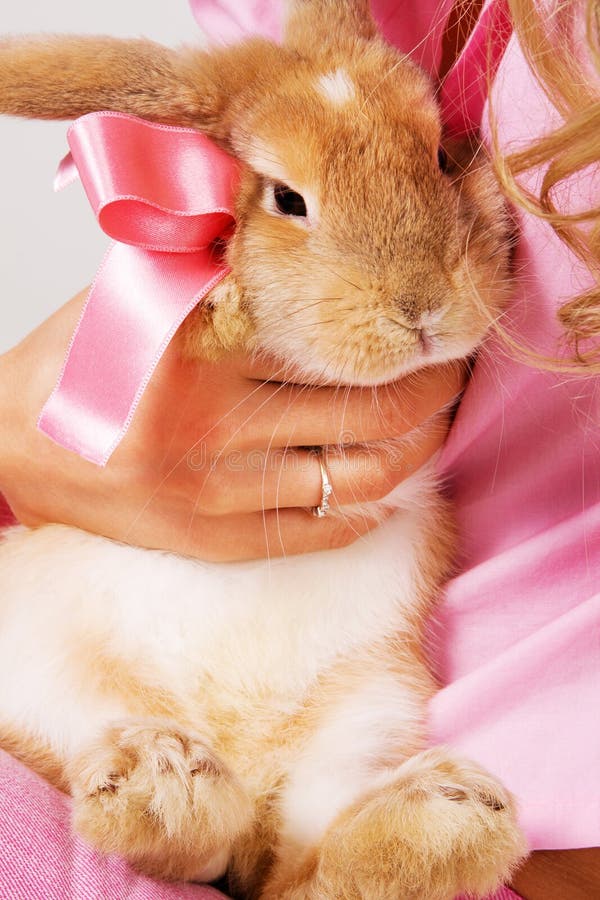 A Little Rabbit with a Pink Bow Stock Photo - Image of festive, rabbit ...