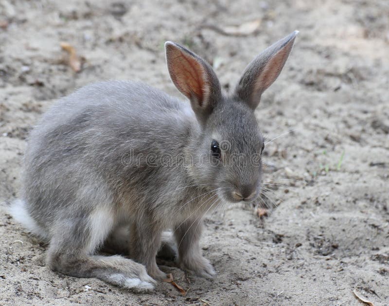 Little Rabbit Ready To Pounce Forward Stock Photo - Image of fluffy ...