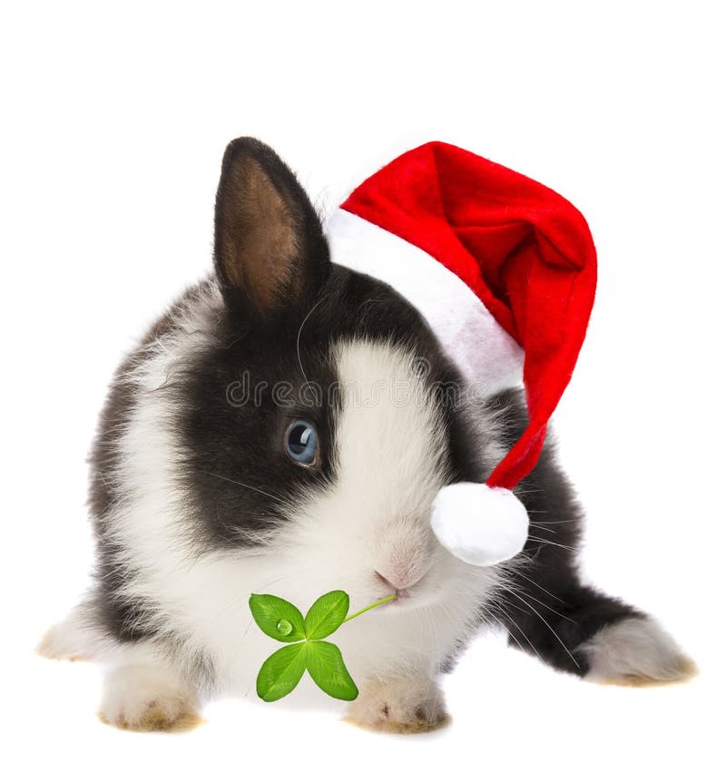 A Little Rabbit with Red Santa Cap Stock Image - Image of rodent, small ...