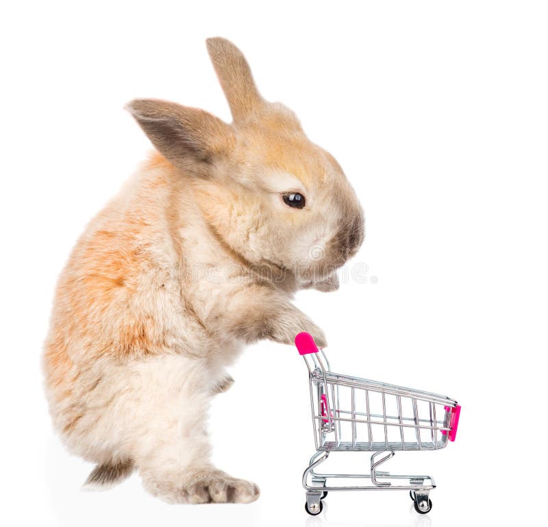 Little Rabbit stock photo. Image of flowers, animal, white - 26629130