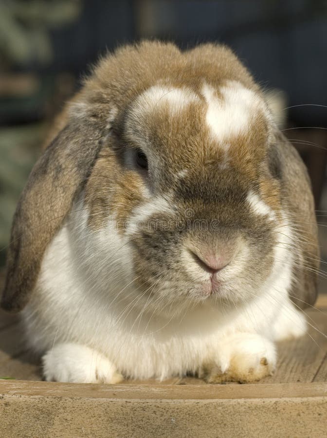 Little rabbit sitting stock photo. Image of cute, background - 8817868