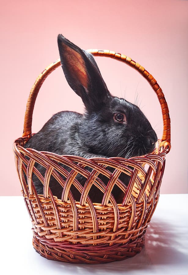 Little Rabbit Sitting in a Basket Stock Image - Image of concept ...