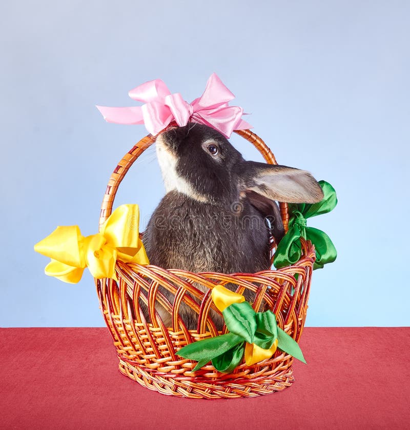 Little Rabbit Sitting in a Basket Decorated with Ribbons Stock Image ...