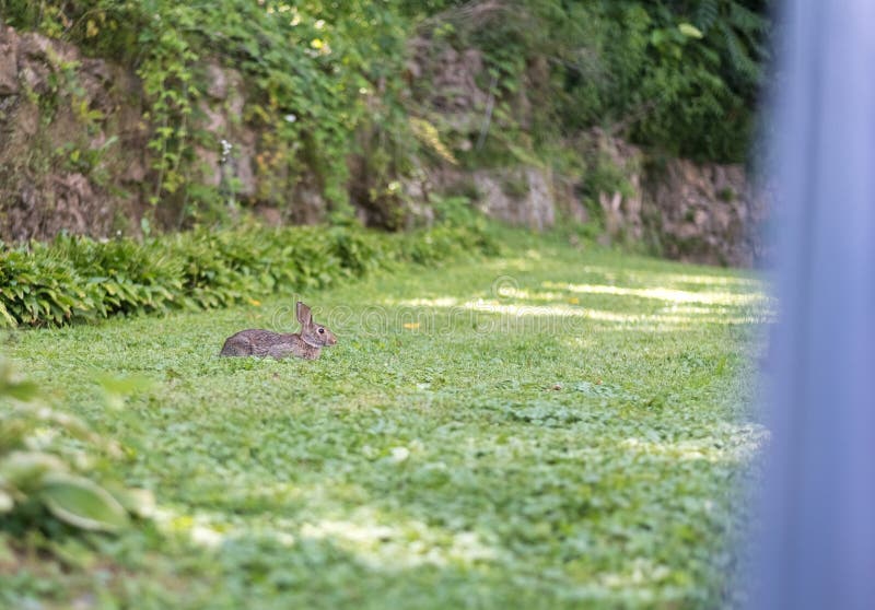 Little Rabbit Sitting on a Green Grass Stock Image - Image of cute ...