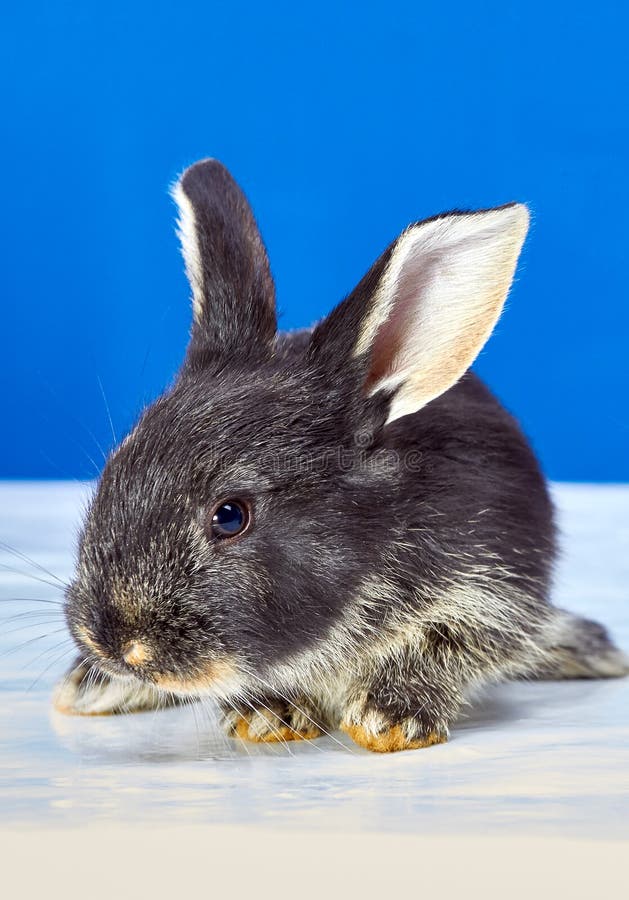 Little Rabbit Sitting on a White and Blue Background Stock Photo ...