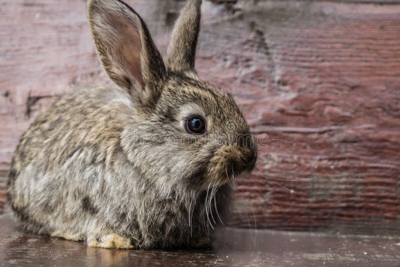 Little Rabbit Sitting on a Wooden Bench Stock Image - Image of animal ...