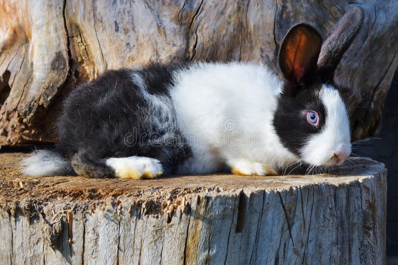 The Little Rabbit Sitting on a Wooden Bench Stock Photo - Image of ...