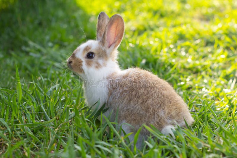 Little Rabbit stock photo. Image of flowers, animal, white - 26629130